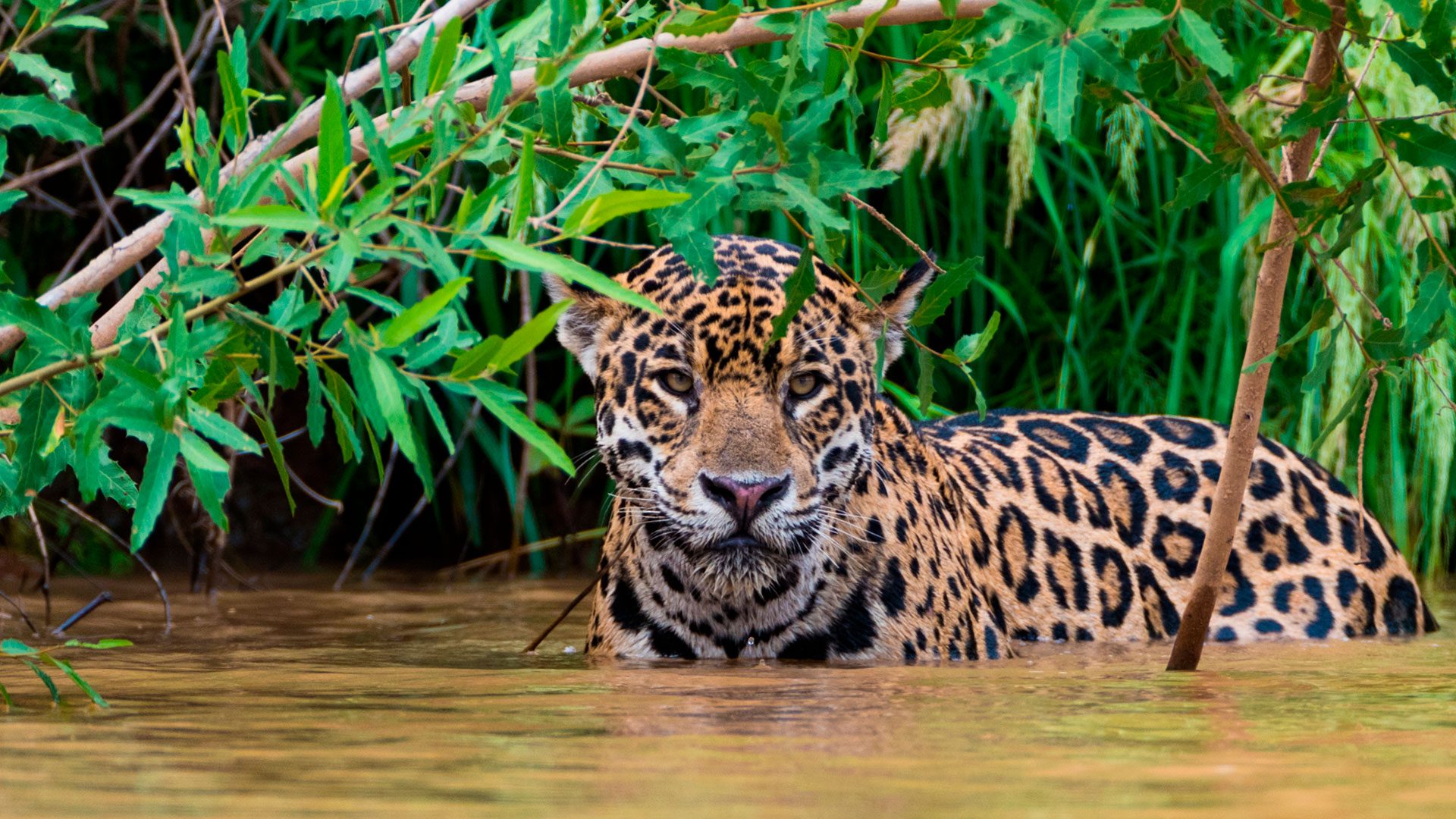 Amazing Jaguar Experience - Compass Brazil