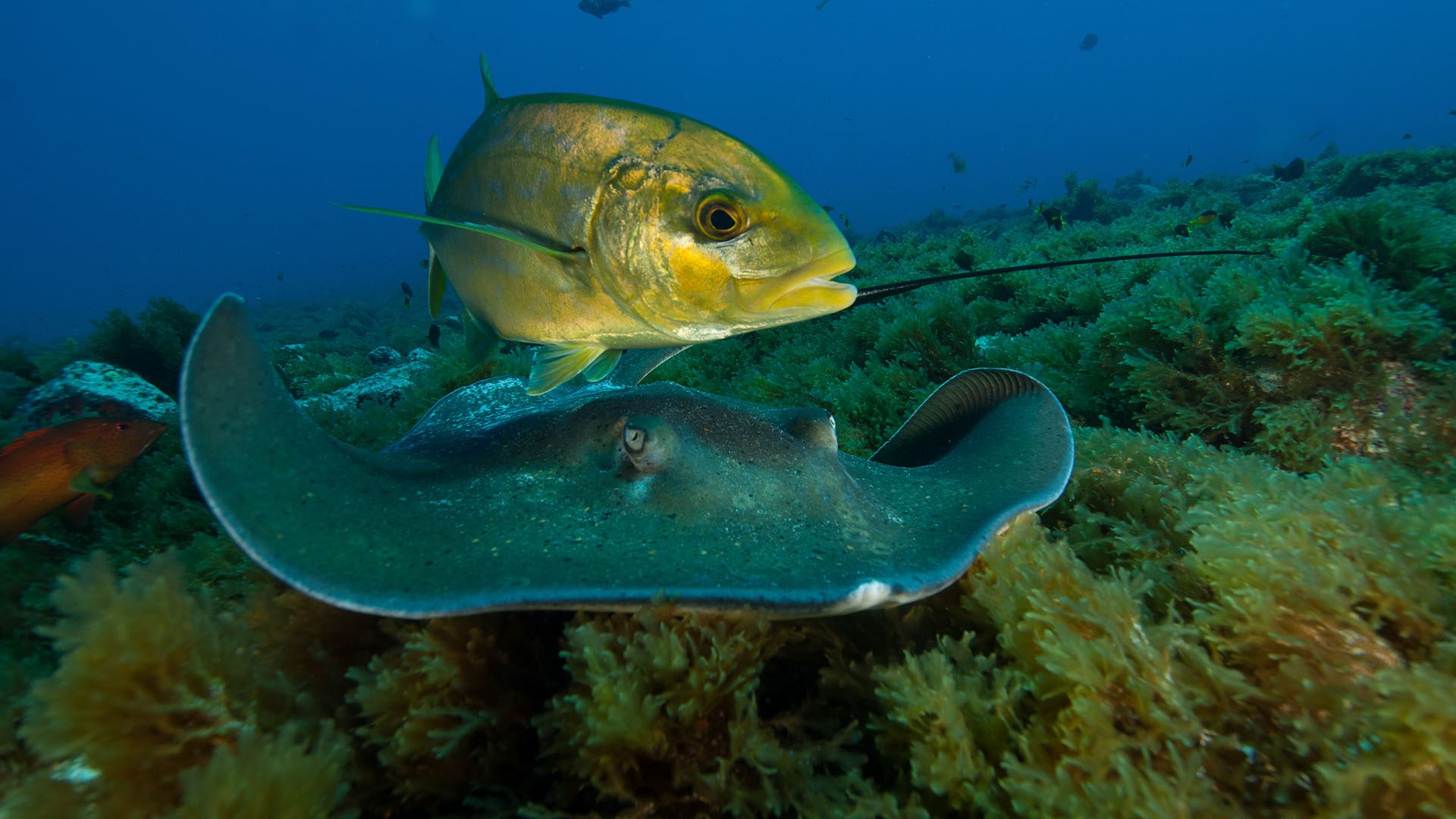 Dive into the depths of the Noronha Sea - Compass Brazil